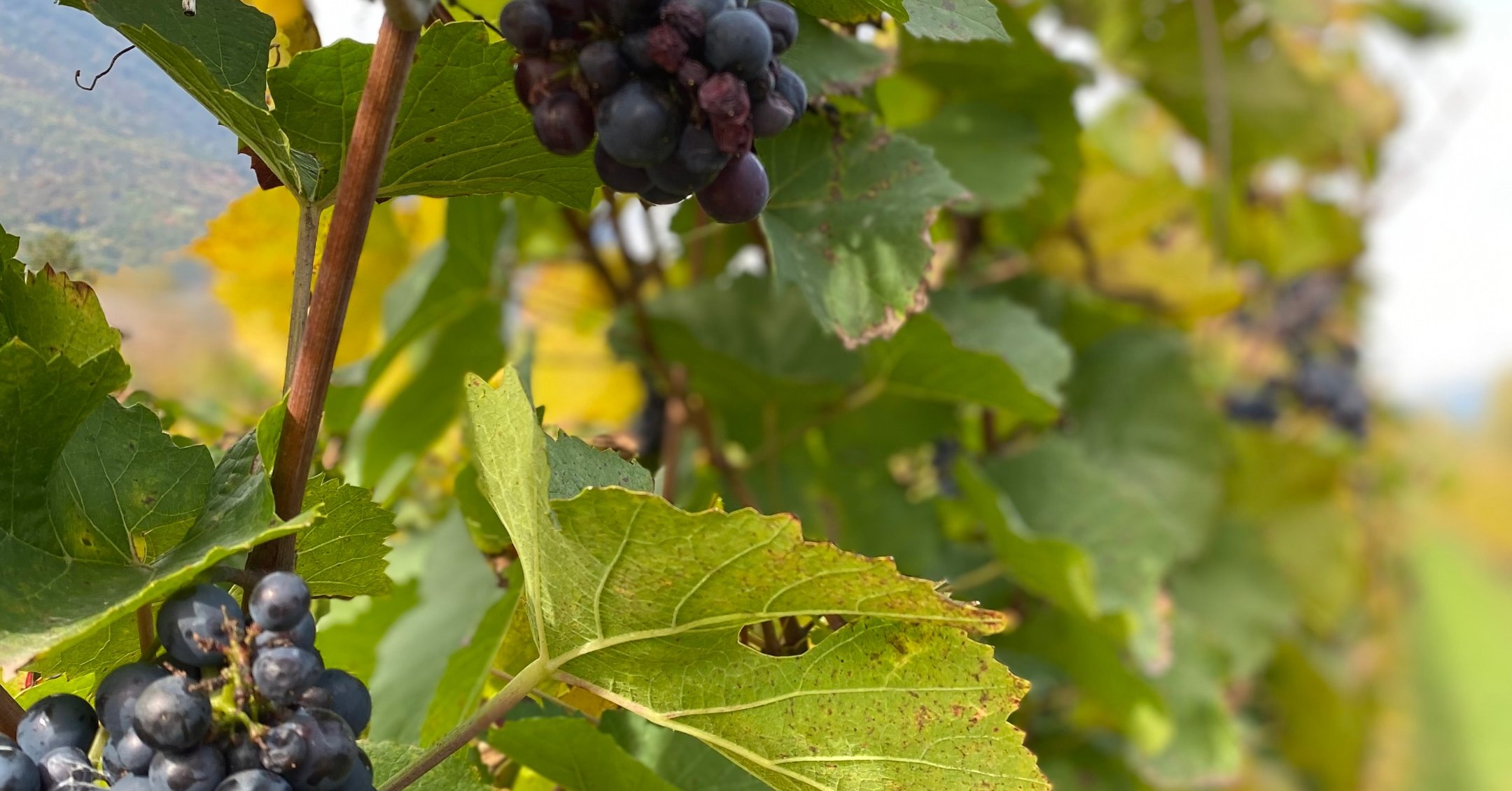 Weinstock und Reben | Pfarrei St. Gregor von Burtscheid